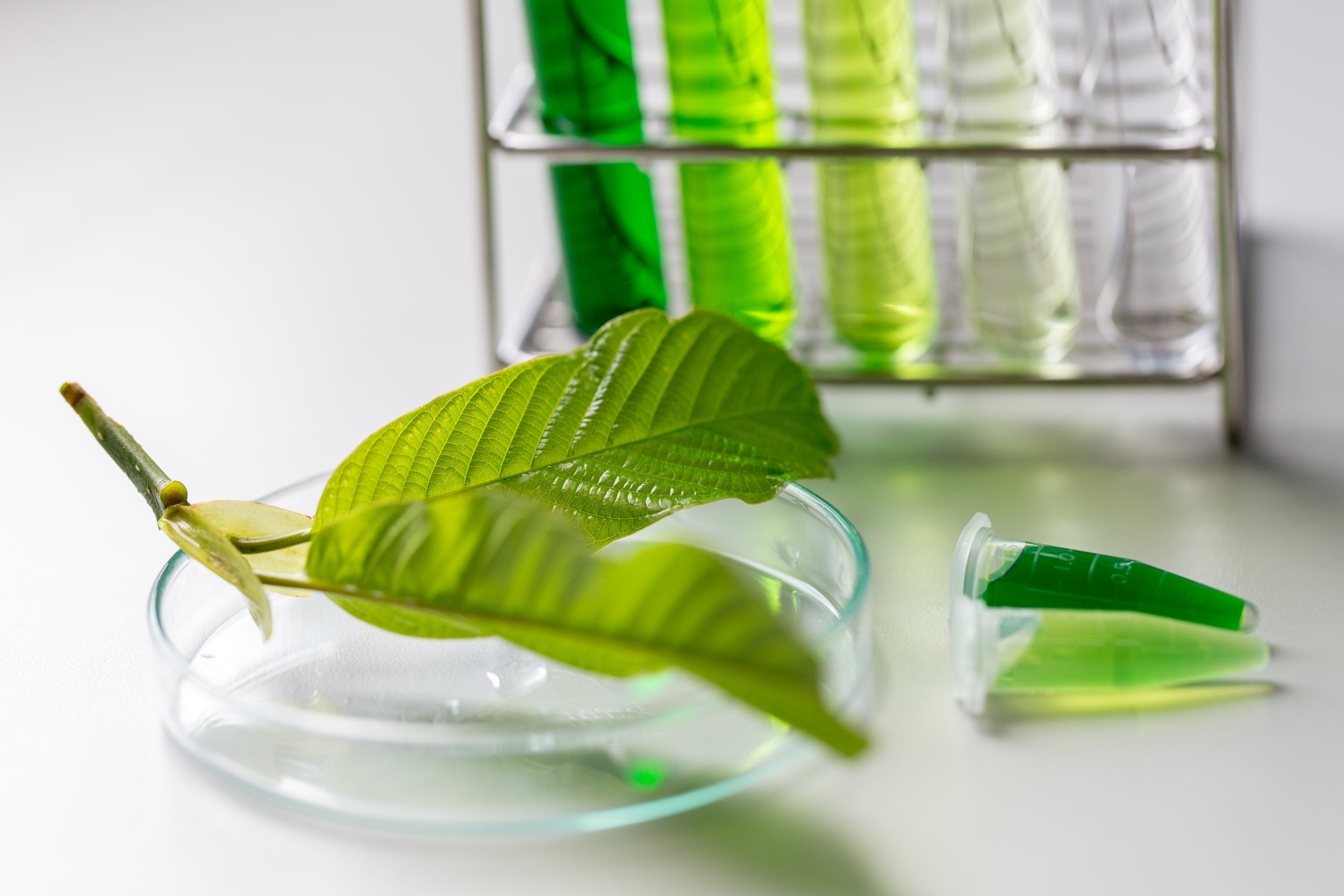 Lab-Tested Kratom & Kava – Pure Infinity Botanicals